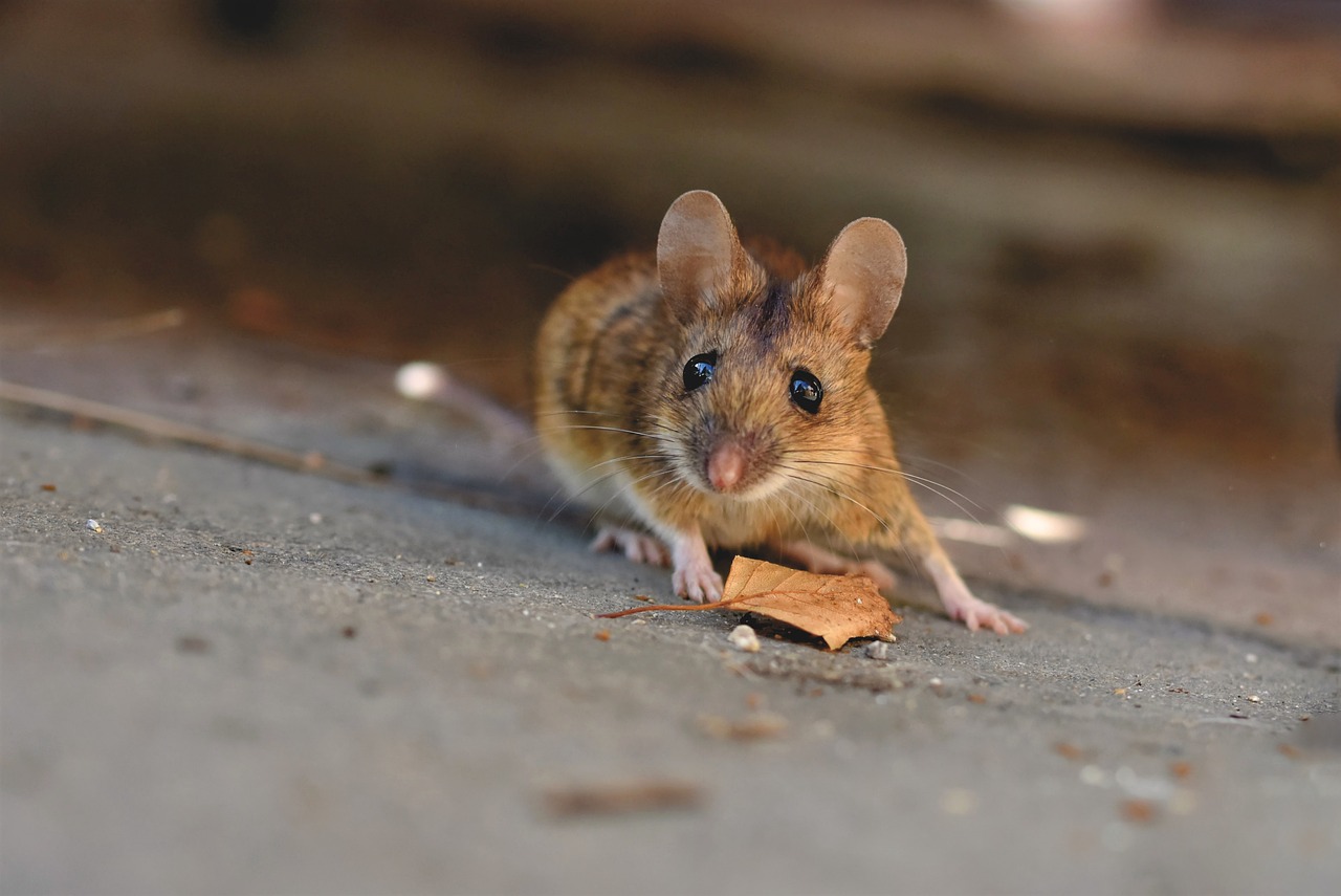 Types of Mice in South Carolina and How to Identify Them | Bee Green ...