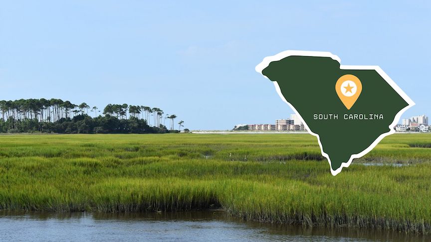 Palmetto Bugs in South Carolina | How to Get Rid of Palmetto Bugs