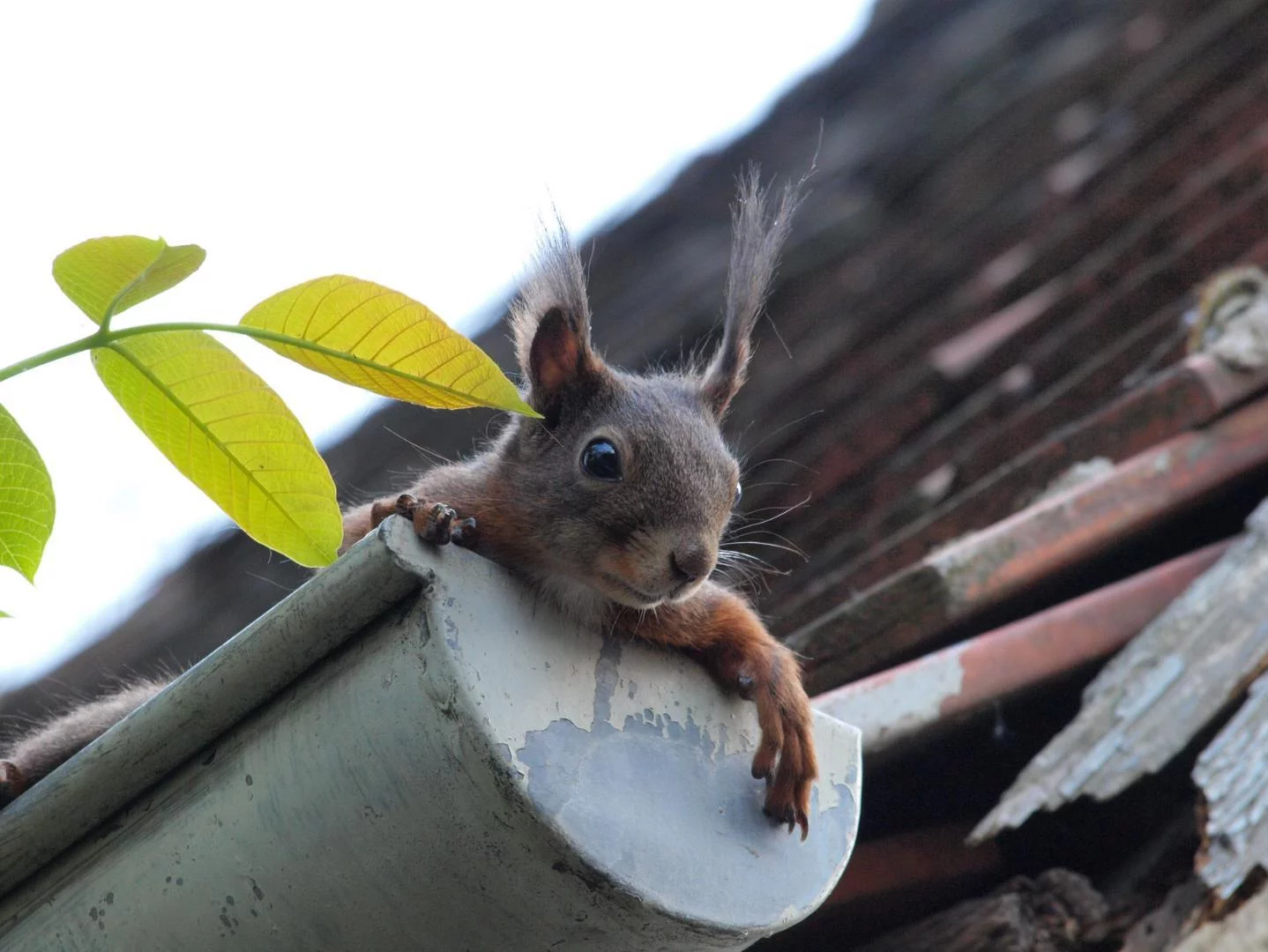 How to Get Rid of Squirrels | Squirrel Prevention