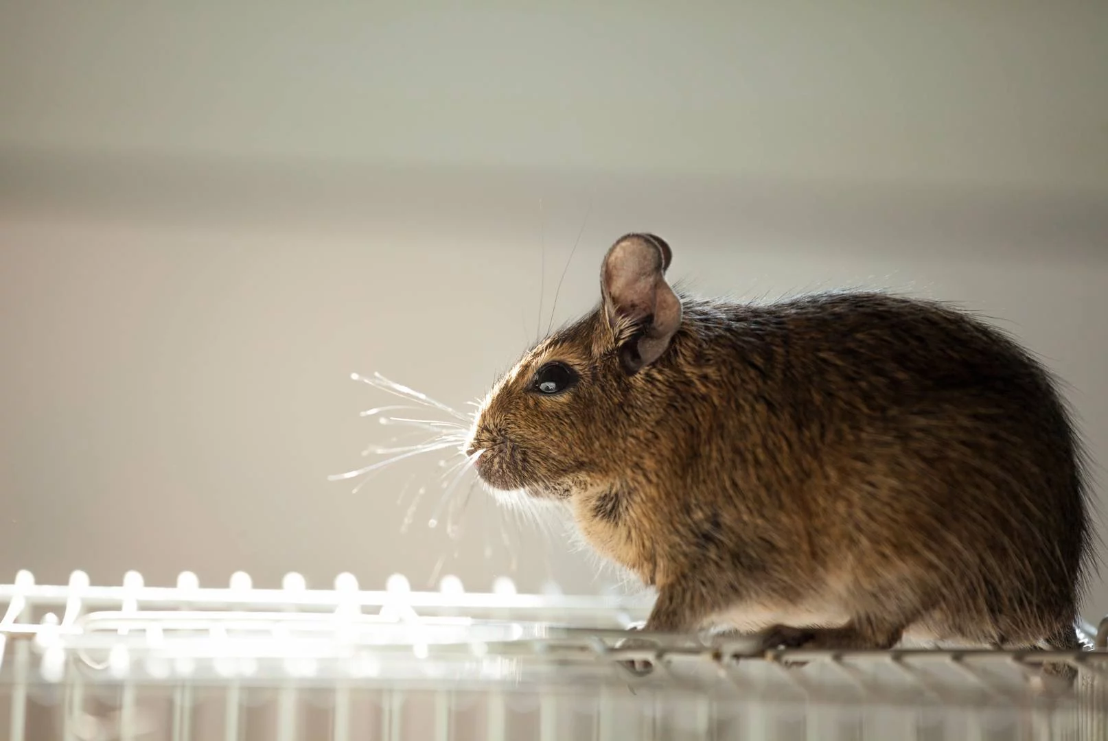 Rodent Infestation: A Complete Guide | BeeGreen Pest Solutions